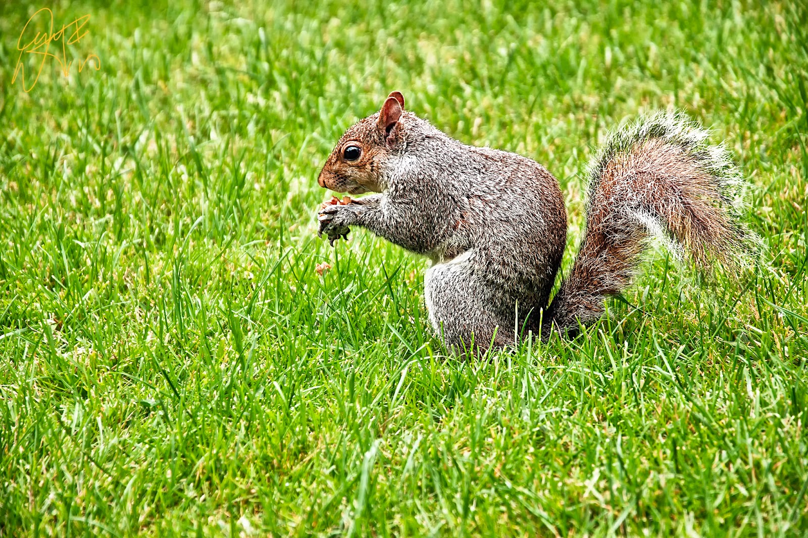 Torino In My eyes: Squirrels In Park