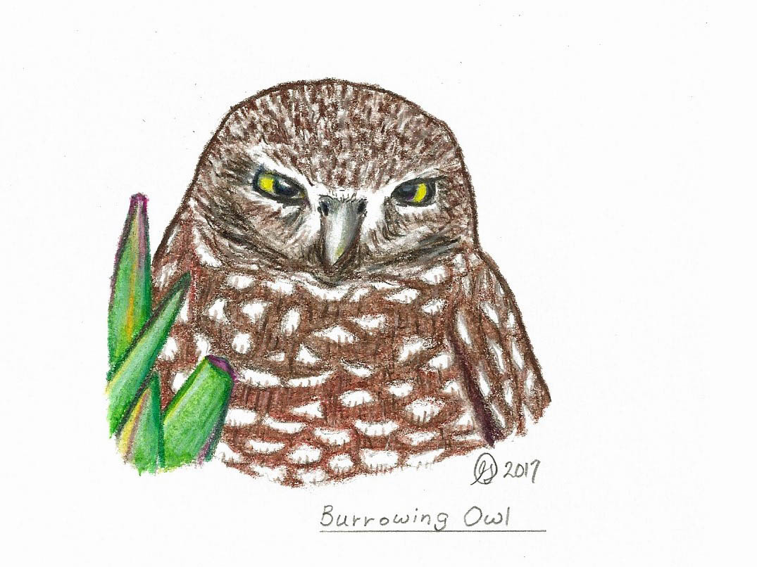 Burrowing Owl at Mission Bay - Greg in San Diego