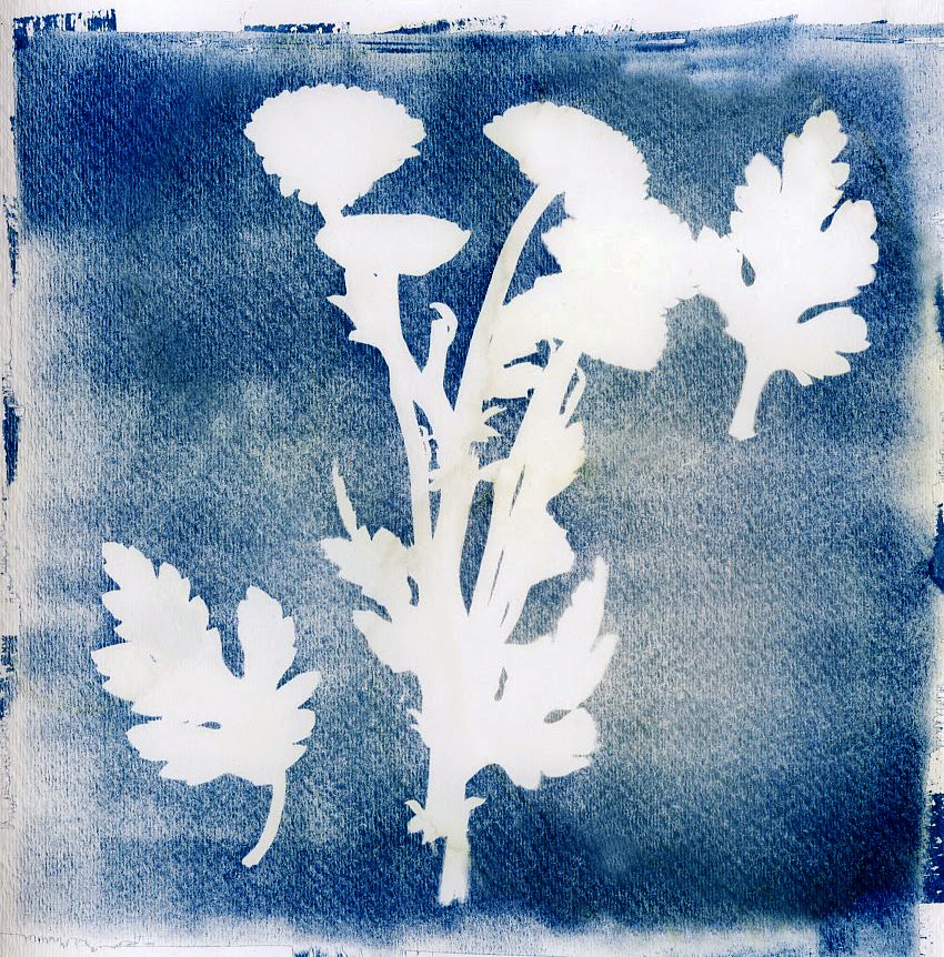 A Mini History of Cyanotypes