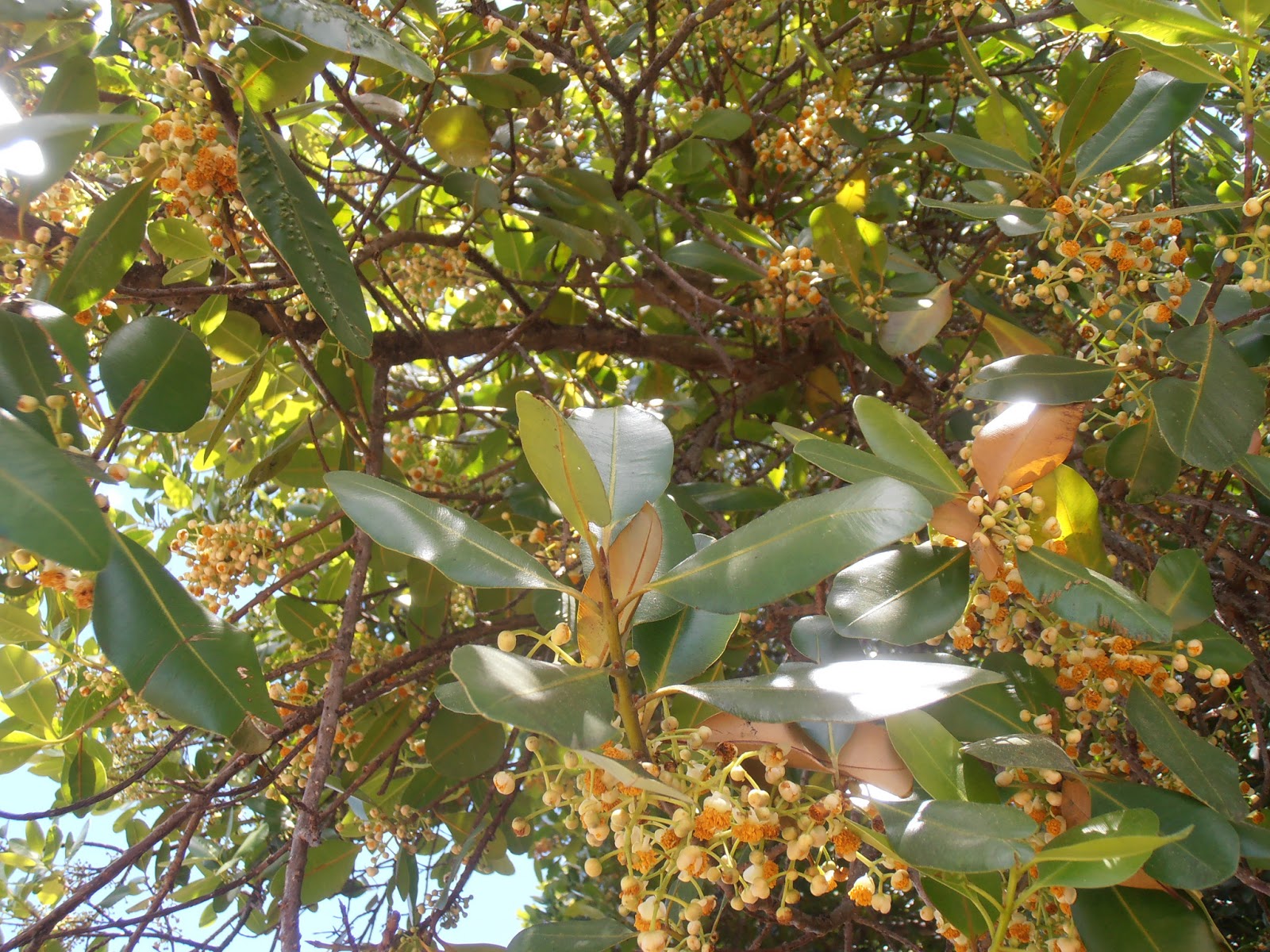 Flora de Puerto Rico Ilustrada Papo Vives: CLUSIACEAE Calophyllum ...