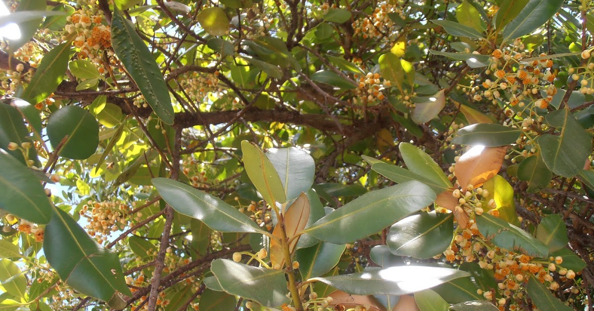 Flora de Puerto Rico Ilustrada: CLUSIACEAE Calophyllum antillanum Árbol ...