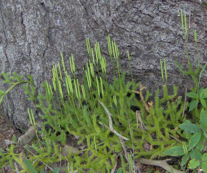 Variety of Life: Lycopodium