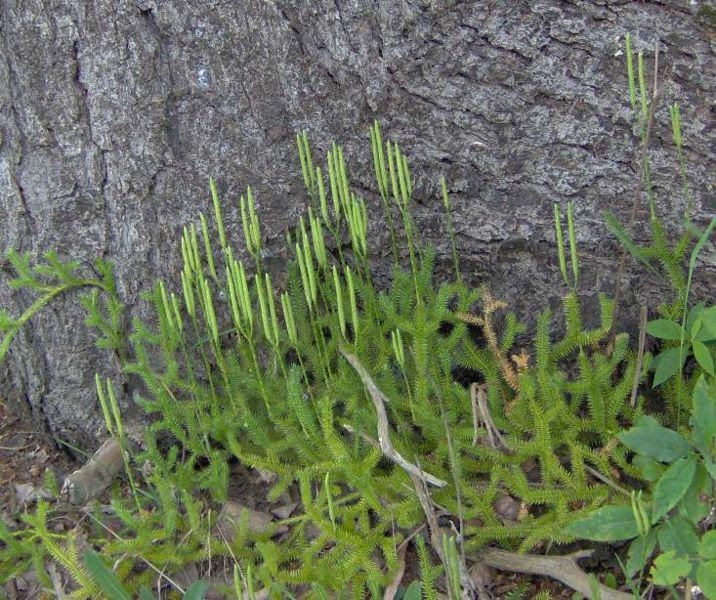 Variety of Life: Lycopodium