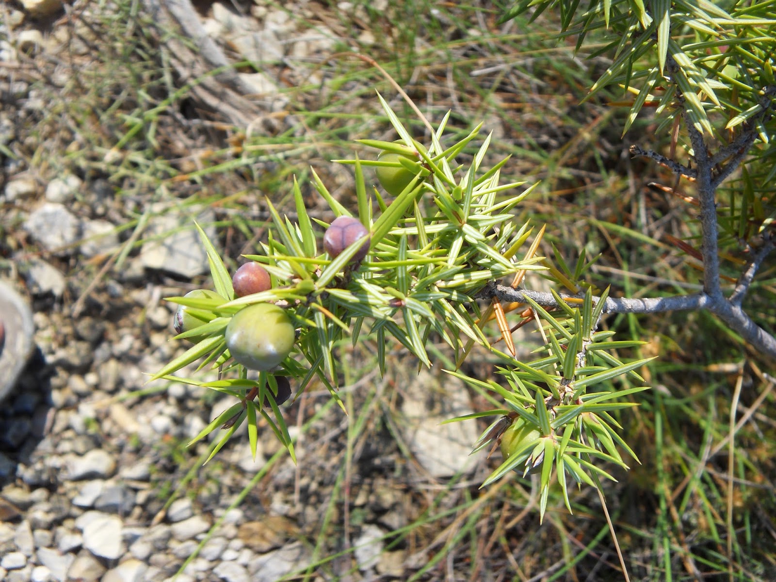 Anne MOREAU: Genévrier ou cade