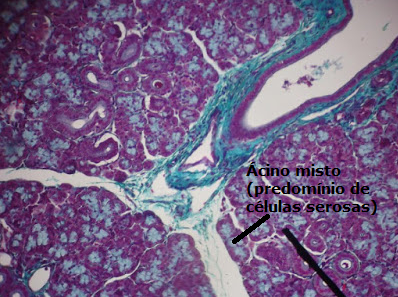 Histologia Bucal : Glândula Submandibular