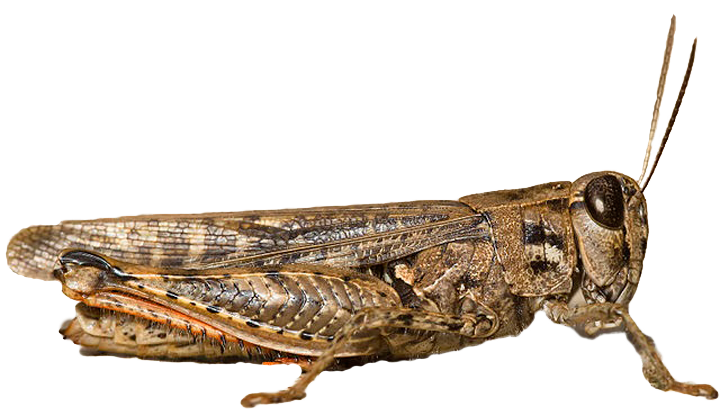 El Saltamontes