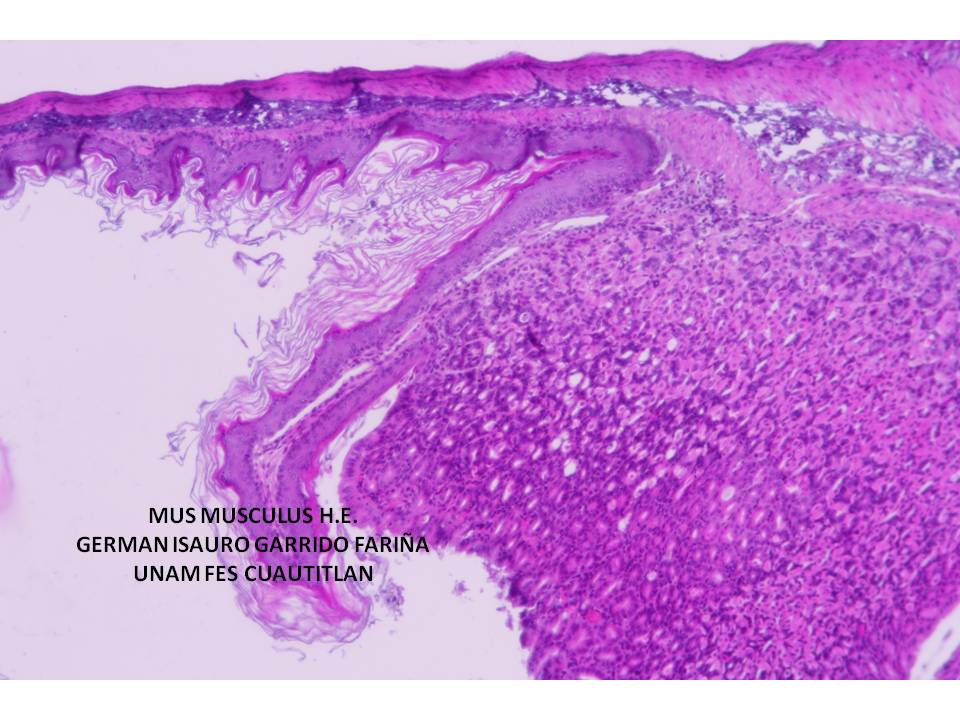 Morfologia e histologia de raton (Mus musculus): MORFOLOGIA E ...