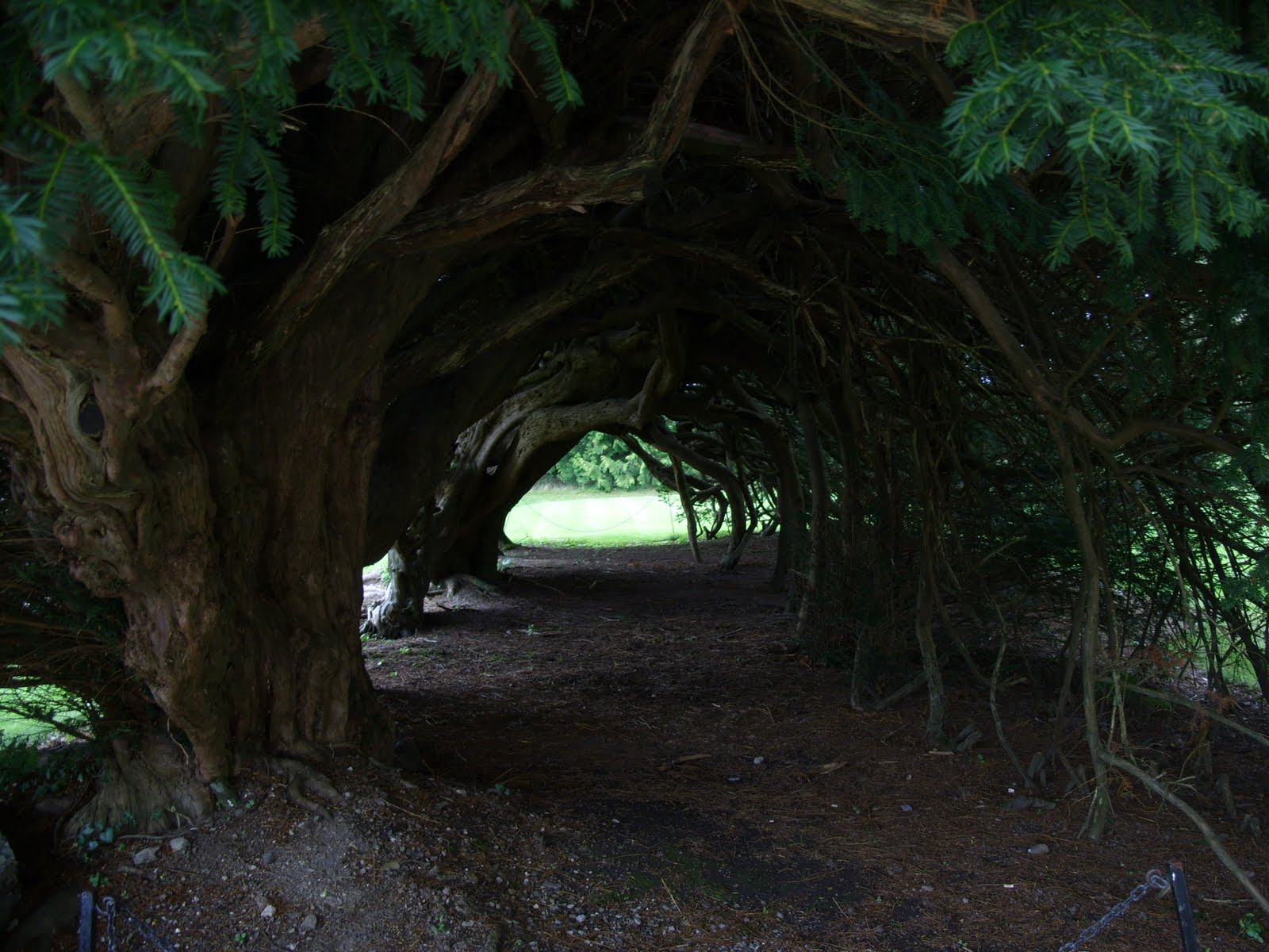 All About Rankings: Top 10 Beutiful Tree Tunnels