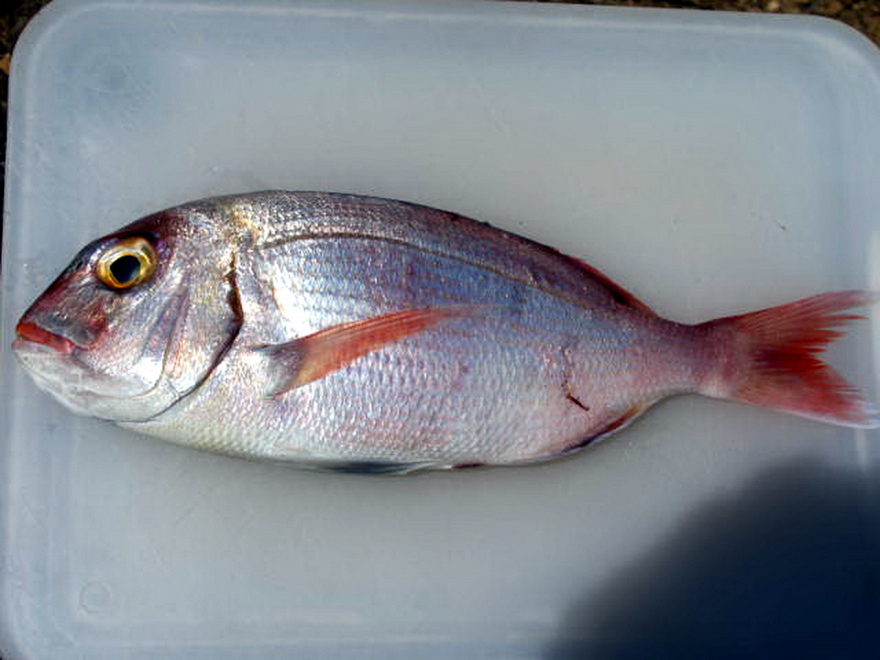 pantelleria - trekking - wandern: Fische/Pesci
