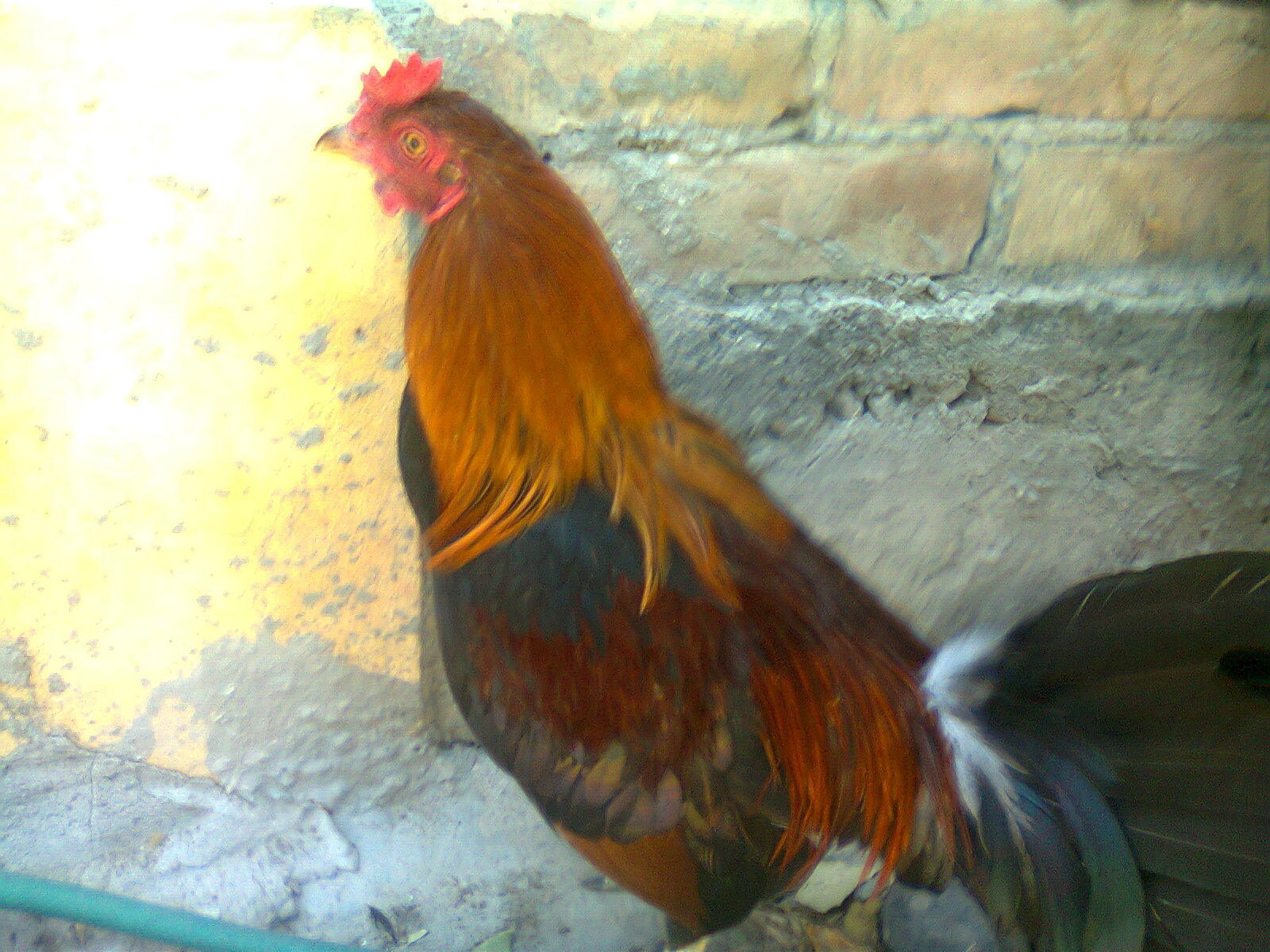 gallos de tehuacan: lemon hatch