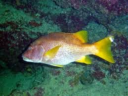 Los Pampaneros Extremos.: Pargo Amarillo o cola amarilla.
