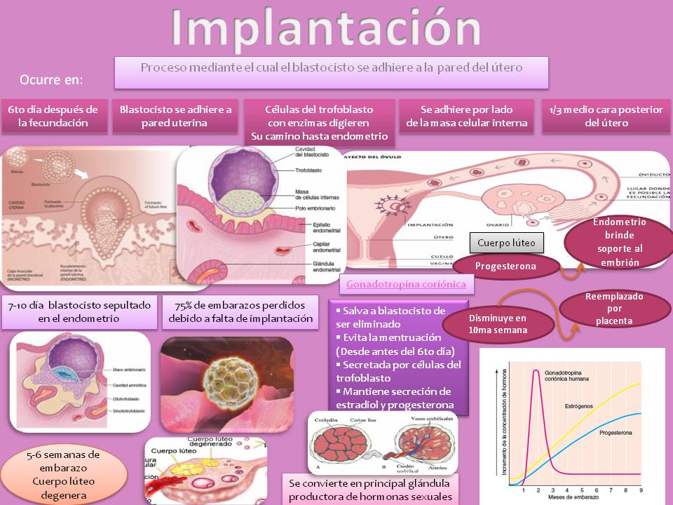 Blog de evidencias de Fisiología Médica de Evelyn Roxana: Implantación (1)