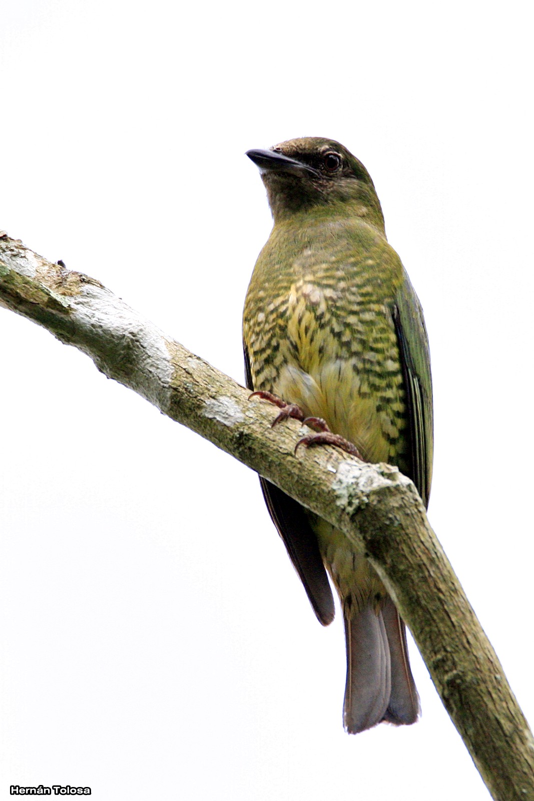 Aves de Argentina: Tersina (Tersina viridis)