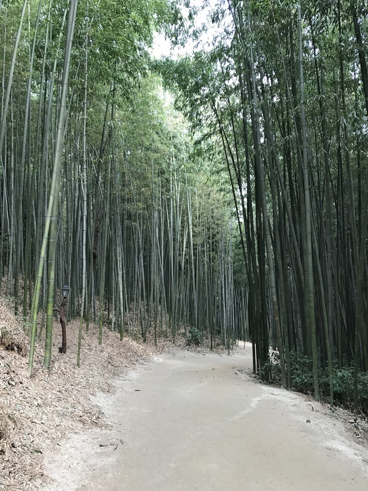 Enjoy Korea with Hui: Juknokwon, a bamboo forest, of Damyang in South Korea