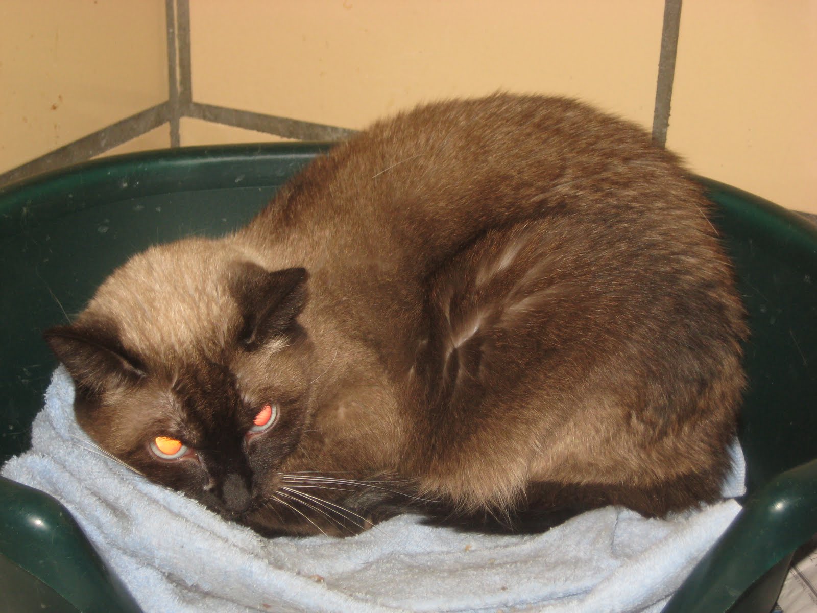 Hyde Park Cats | TNR: Siamese cats at AWL
