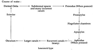 Canal System Of Sycon With Diagram