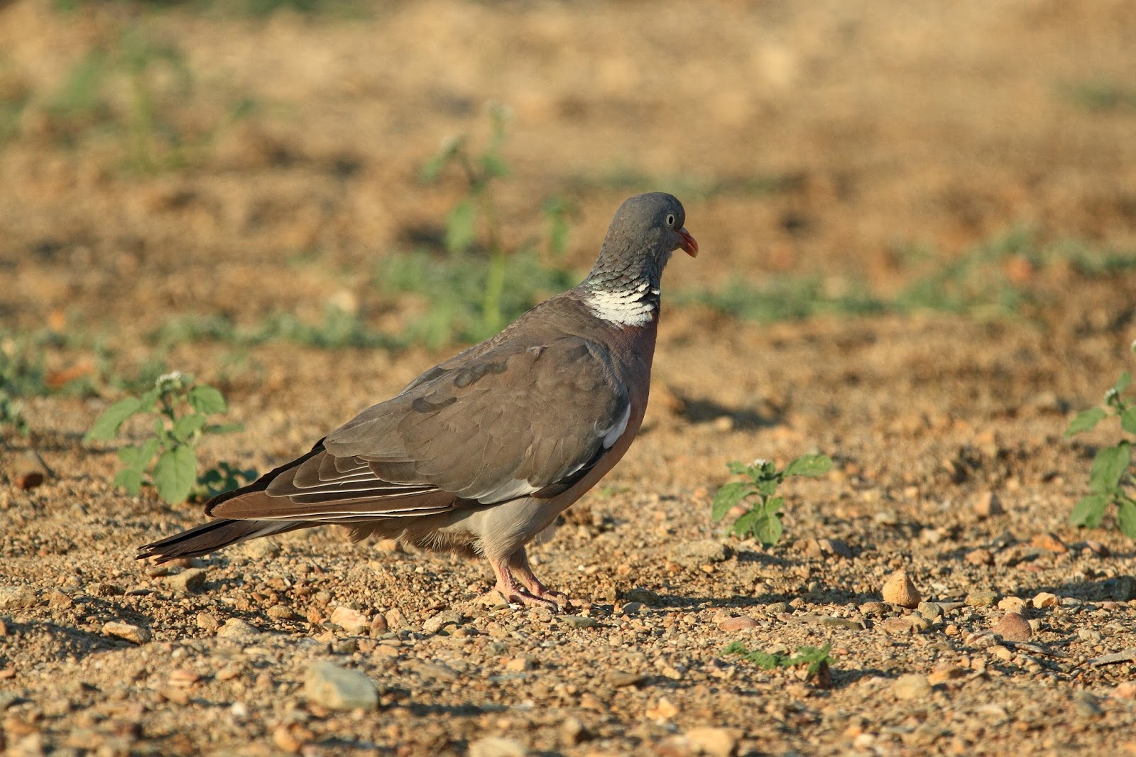 Fotografía y Naturaleza en Doñana: Paloma Torcaz (Columba palumbus)