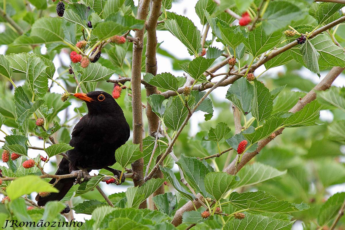 Pescador de aves: Melro preto