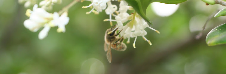 Bayou Bees: Bees in a Pole - the sequel