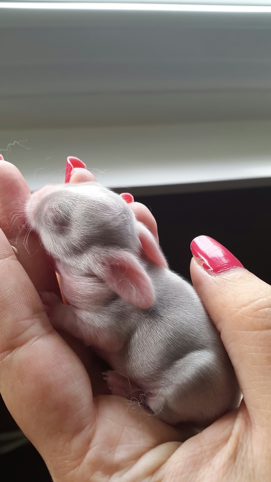 Laurilapinous: Le développement du lapereau