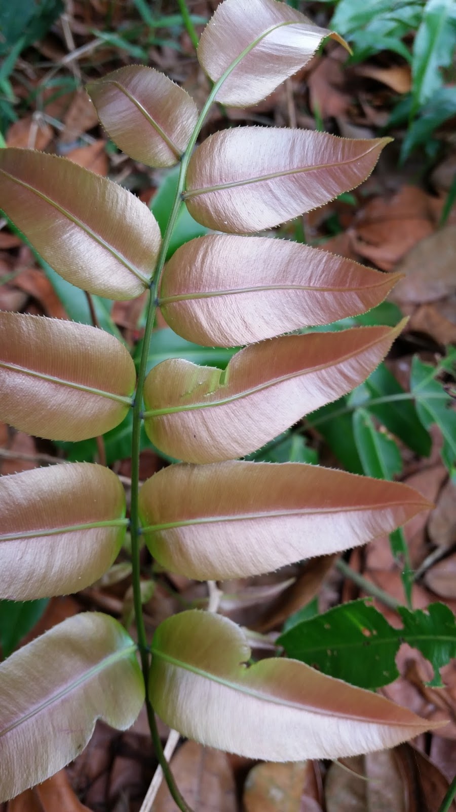 Warisan Petani: Pokok Paku Midin.