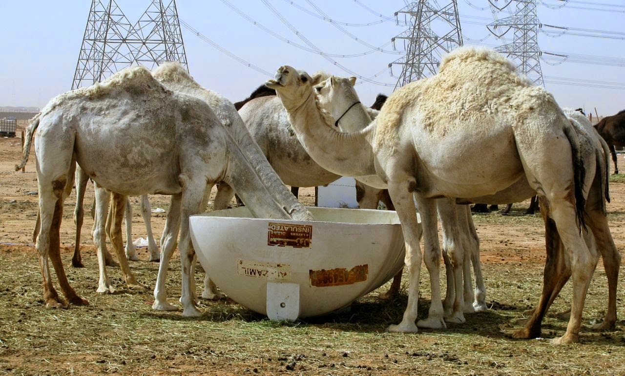 Saudi Arabia: Camel Souk of Riyadh