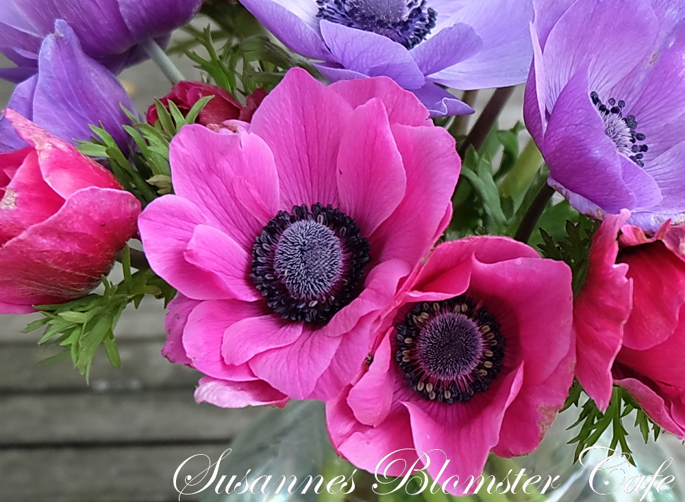 Susannes Blomster Café: Franske Anemoner
