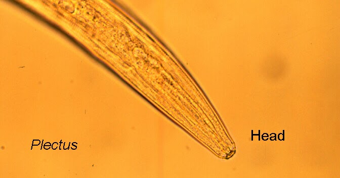 Variety of Life: Plectida