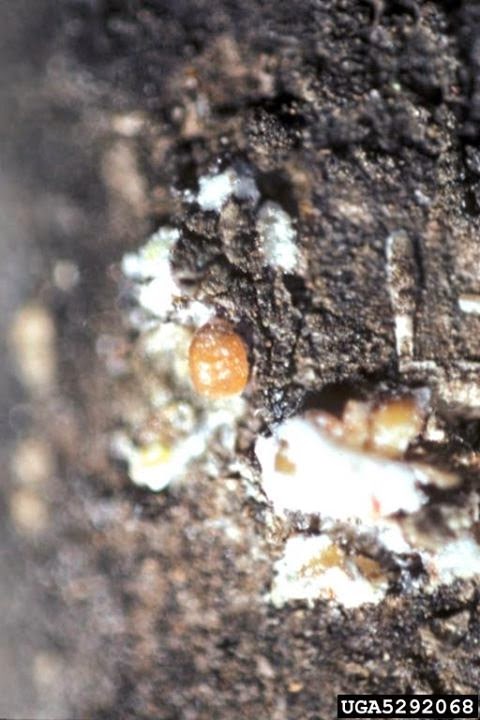 Ασθένειες & Εχθροί της Ελιάς : Πολλίνια (Pollinia pollini) | GEOPONIC ...