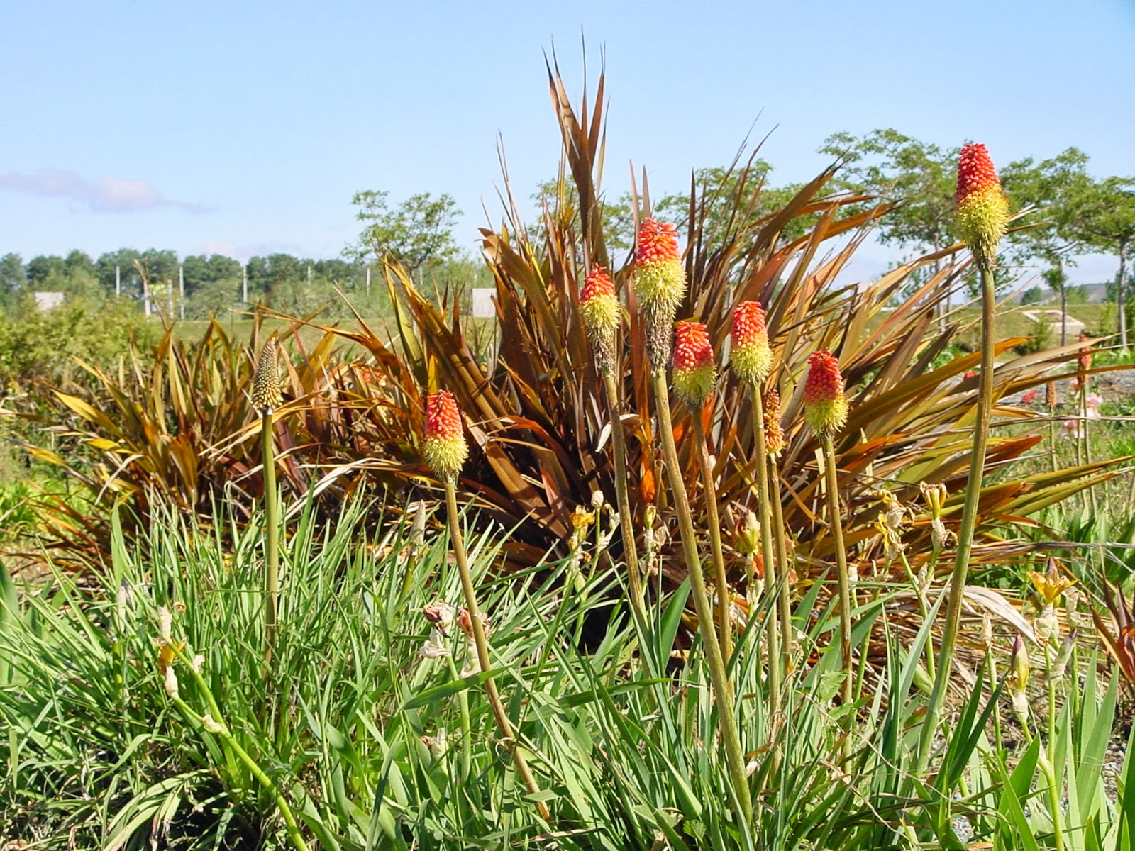 Jardineria Eladio Nonay: KNIPHOBIA O TRITOMA (Jardinería Eladio Nonay)