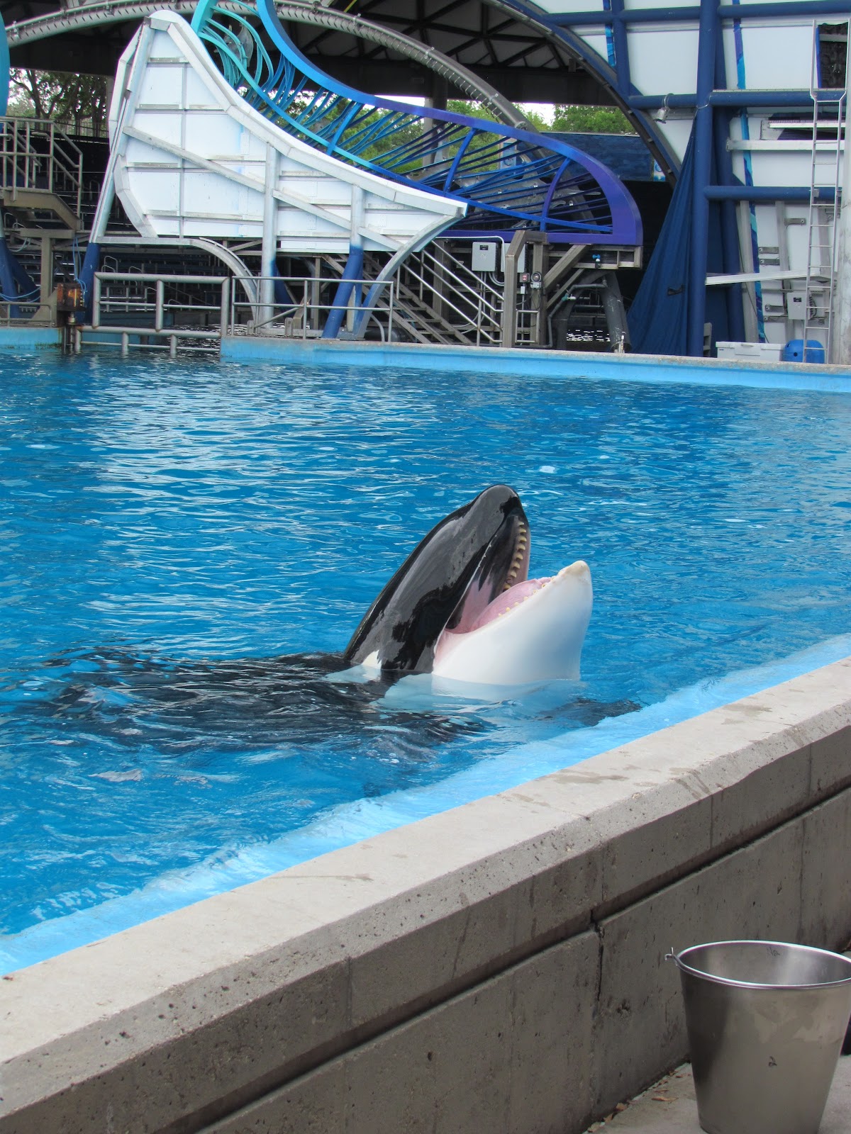 The Nelsons: Sea World - Shamu