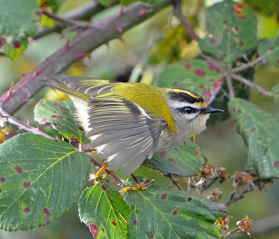 Heysham Bird Observatory: Firecrest still