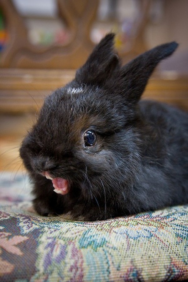 Amazing Creatures: Cute bunny pictures that will make you say aww (30 pics)