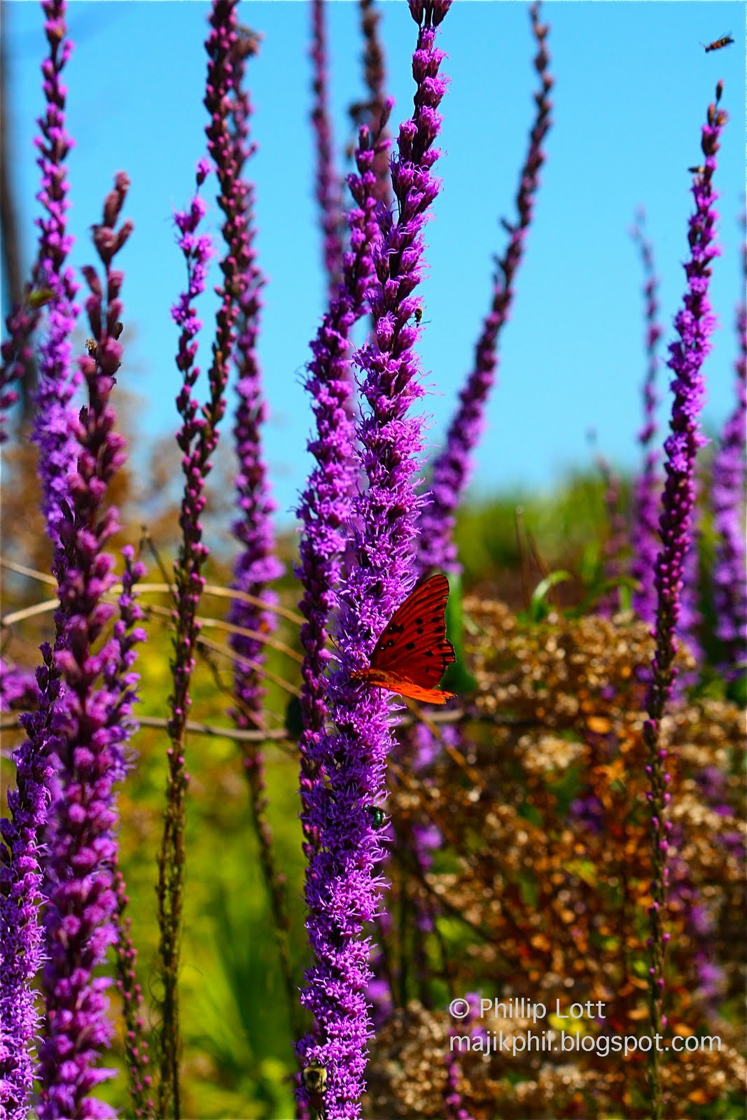 Blazing Stars Flower - moxafuel