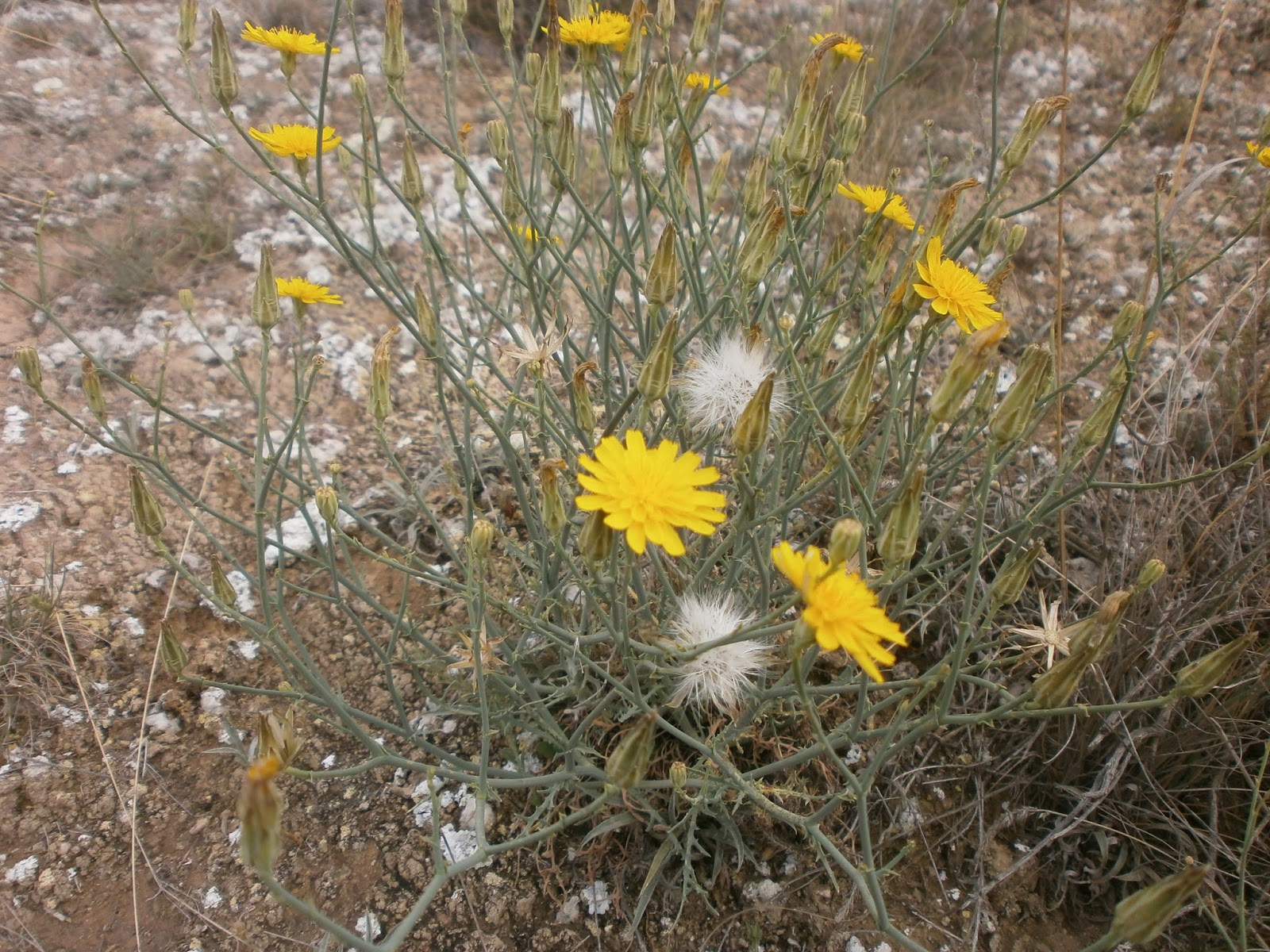 Flora y vegetación de Seseña y su entorno: 2014