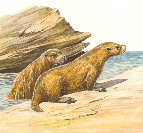 El Pensieve de Dinorider: El pinnípedo conocido más antiguo del ...