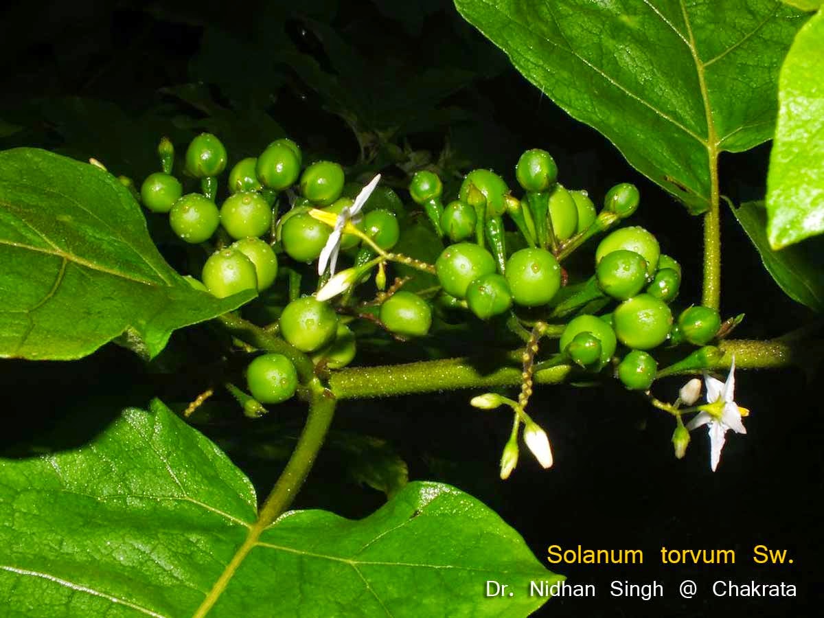 Medicinal Plants: Solanum torvum