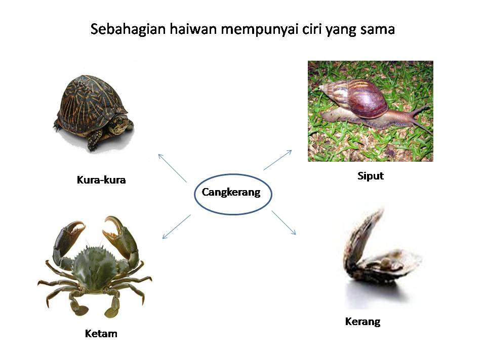 Haiwan Yang Ada Sesungut - LiviaatBarker