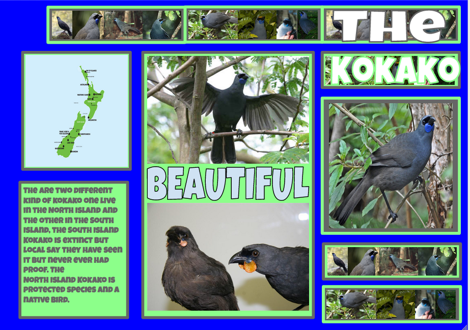 Henry : kokako BIrd