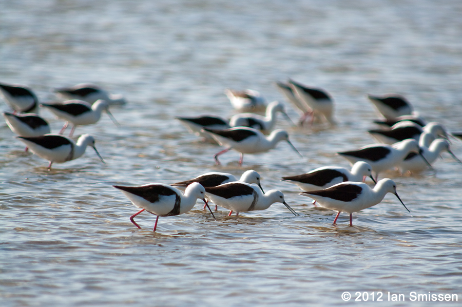 A passion for birds...: Lake Victoria, Pt Lonsdale