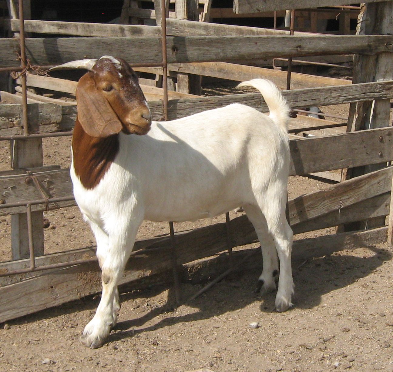 Cabras boer: Sementales y cabras Boer en Rancho Montero