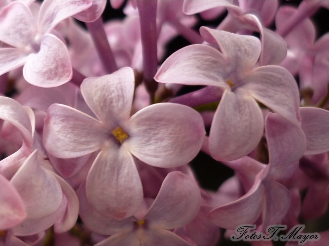 Flores y plantas silvestres: " Syringa vulgaris ". Lilo, Lila.