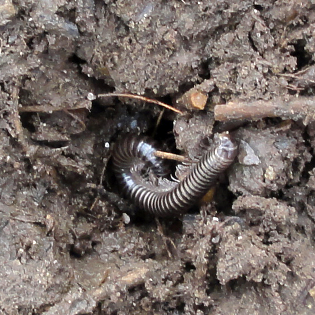 Honeysuckle Haven or Hell's Half Acre: Worm Holes
