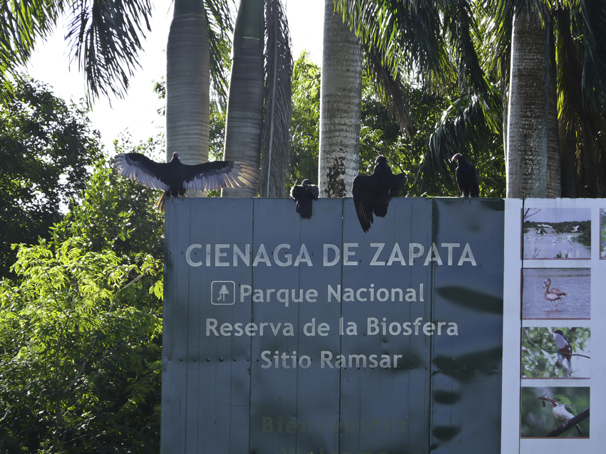 Art and Other Adventures with Narca: Zapata Peninsula