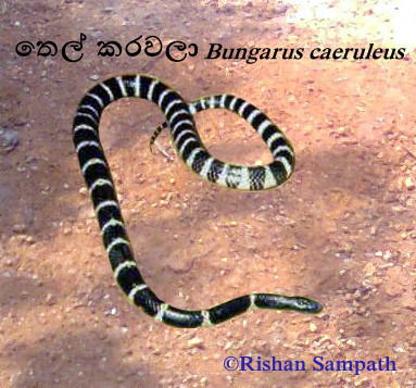 සිංහ නාදය : ශ්‍රී ලංකාවේ උග්‍ර විෂ සහිත සර්පයින් සර්පයින්