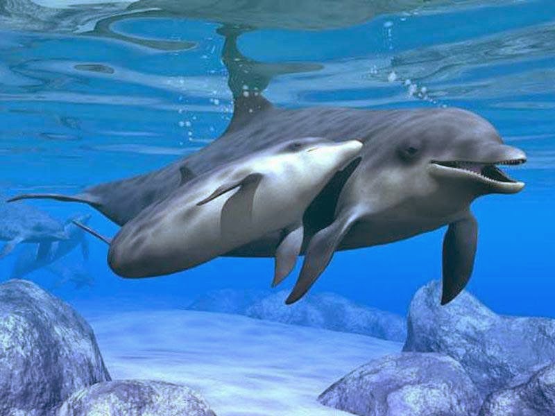 Los delfines