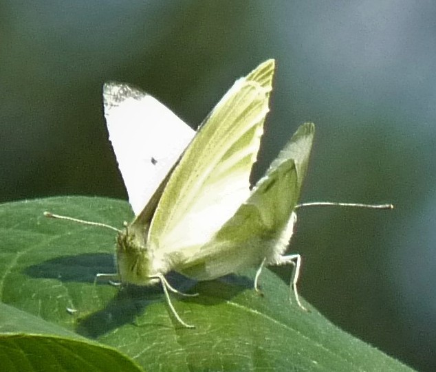 Life in . . .: Rare conjoined Small White butterflies