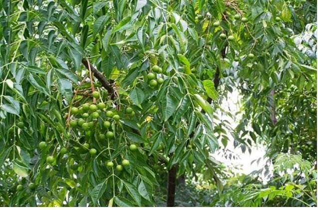 Advantage of Bakaino Tree ~ YTNepal1