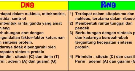 Perbedaan DNA dan RNA Penjelasan Dalam Tabel