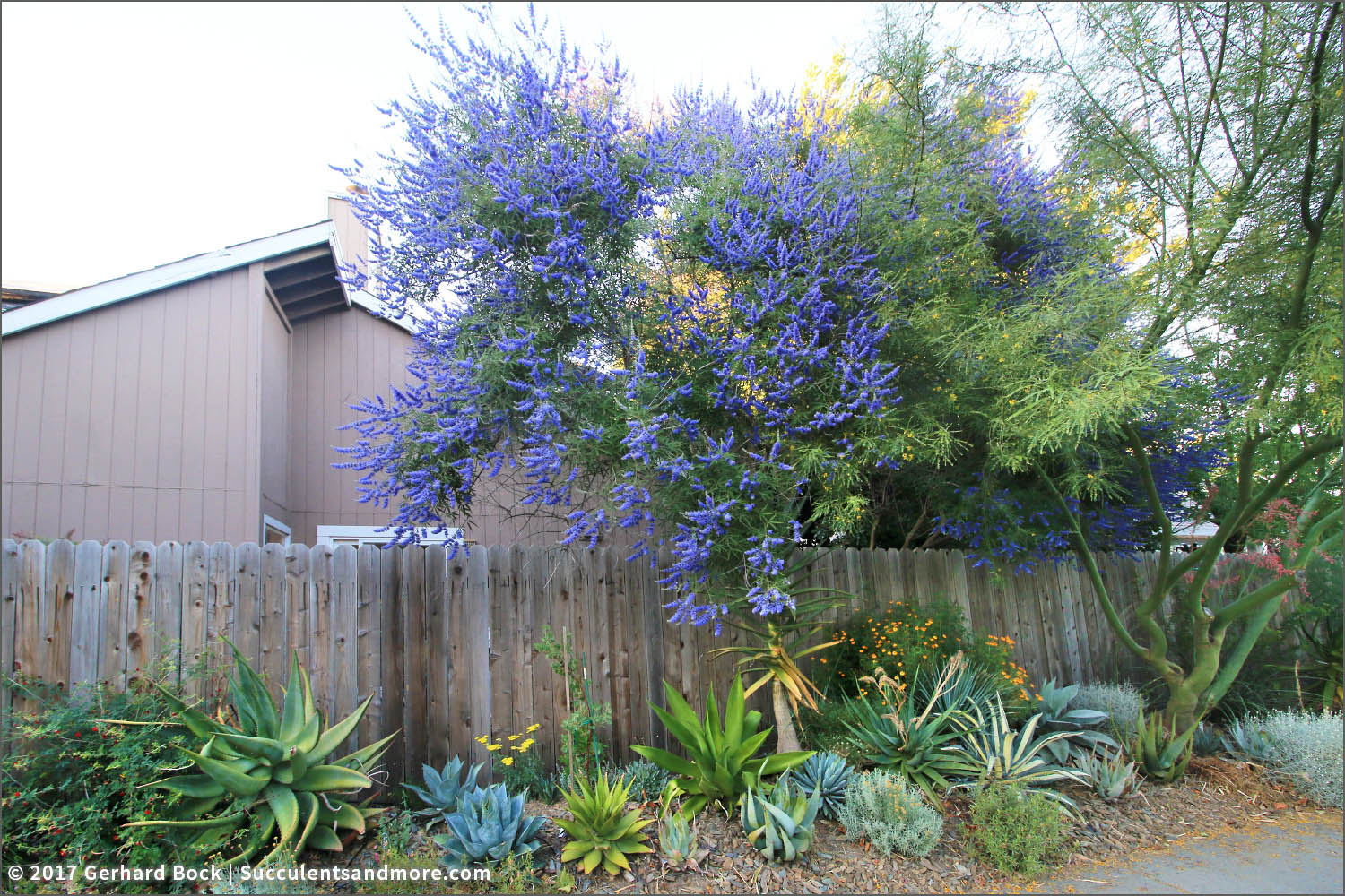 Blooming chaste tree: perfect foil for agaves and aloes